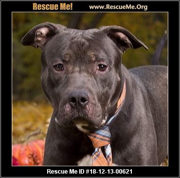 - Michigan Dog Rescue - ADOPTIONS - Rescue Me!