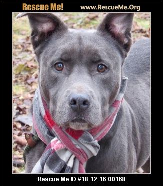 - Michigan Dog Rescue - ADOPTIONS - Rescue Me!
