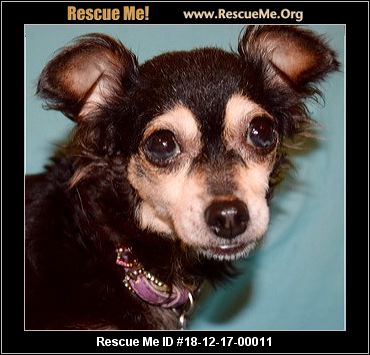 - Iowa Dog Rescue - ADOPTIONS - Rescue Me!