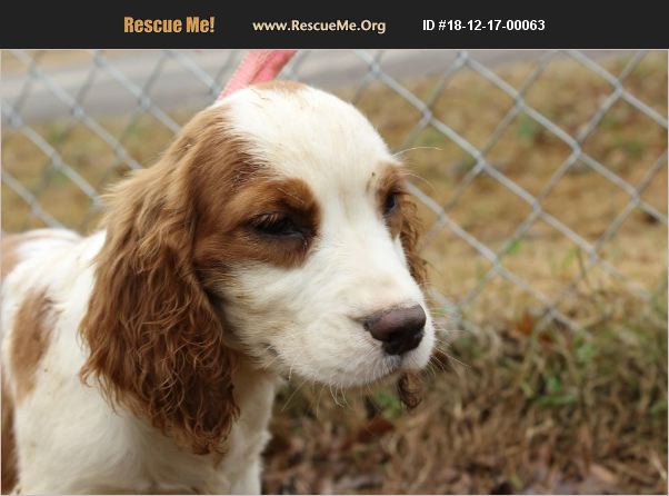 ADOPT 18121700063 ~ English Springer Spaniel Rescue ~ Anderson, SC