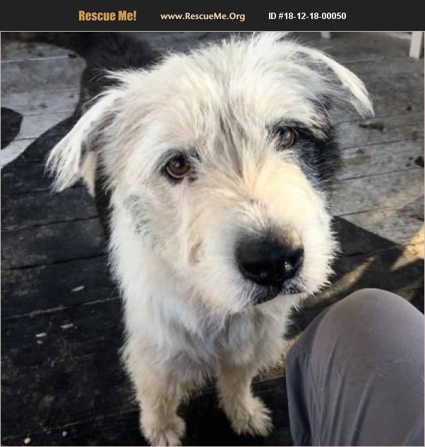 ADOPT 18121800050 ~ Old English Sheepdog Rescue ~ Inverness, FL