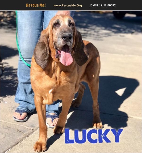 ADOPT 18121800082 ~ Bloodhound Rescue ~ Windsor, CO