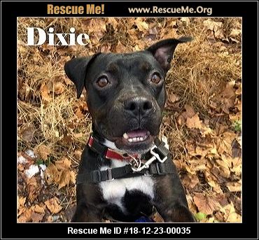 - Maryland Lab Rescue - ADOPTIONS - Rescue Me!