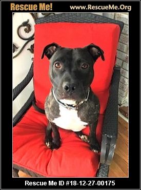 - Michigan Dog Rescue - ADOPTIONS - Rescue Me!