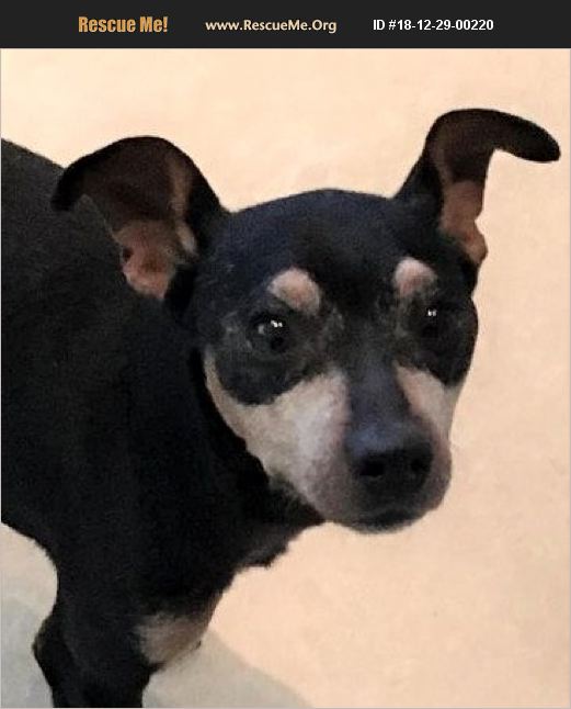 ADOPT 18122900220 ~ Miniature Pinscher Rescue ~ Denver, CO