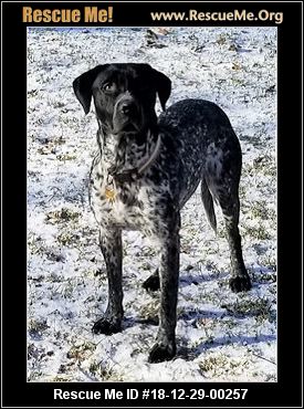 - Michigan Dog Rescue - ADOPTIONS - Rescue Me!