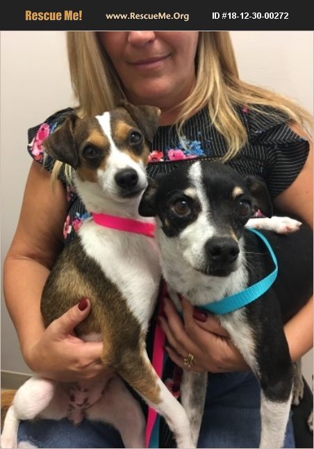 ADOPT 18123000272 ~ Rat Terrier Rescue ~ Phoenix, AZ