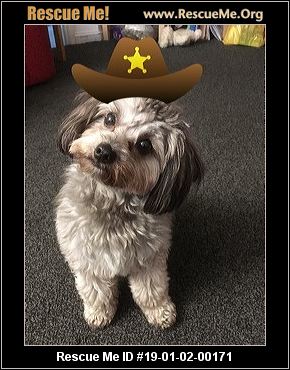 - California Airedale Rescue - ADOPTIONS - Rescue Me!