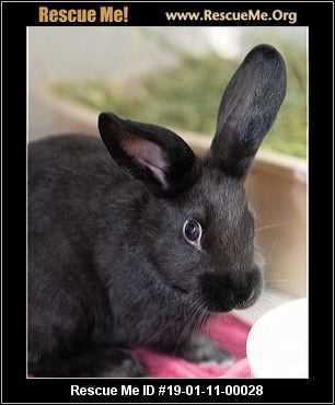 - California Rabbit Rescue - ADOPTIONS - Rescue Me!