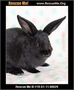 - California Rabbit Rescue - ADOPTIONS - Rescue Me!