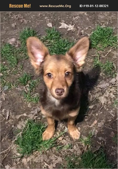 ADOPT 19011200321 ~ Yorkie Rescue ~ Virginia Beach, VA