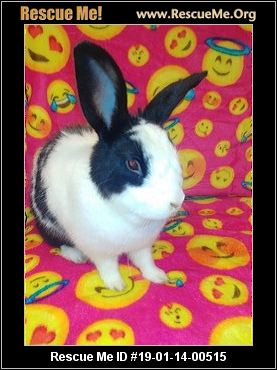 - California Rabbit Rescue - ADOPTIONS - Rescue Me!