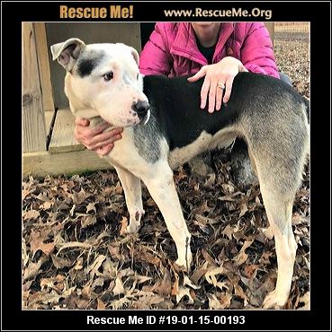 - Arkansas Dog Rescue - ADOPTIONS - Rescue Me!