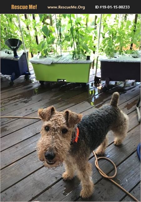 ADOPT 19011500233 ~ Welsh Terrier Rescue ~ Branson, MO
