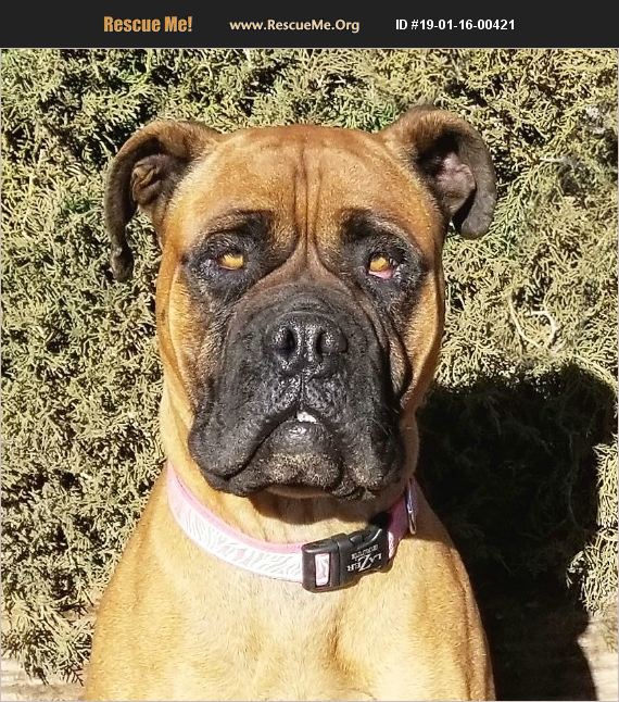 ADOPT 19011600421 ~ Bullmastiff Rescue ~ Albuquerque, NM