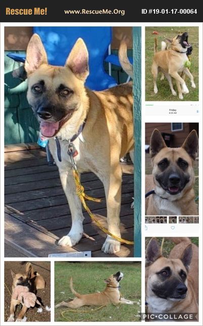 ADOPT 19011700064 ~ Belgian Malinois Rescue ~ Cleveland, OH