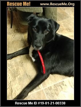 - Georgia Border Collie Rescue - ADOPTIONS - Rescue Me!
