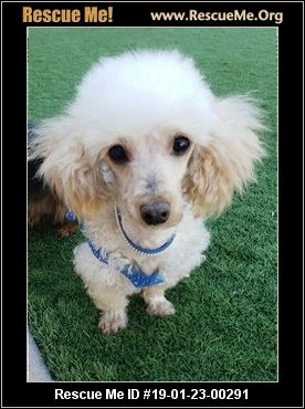 - Arizona Poodle Rescue - ADOPTIONS - Rescue Me!