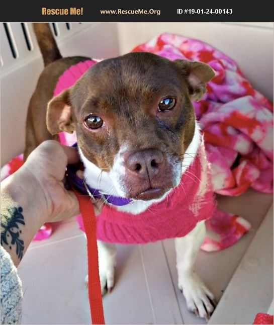 ADOPT 19012400143 ~ Jack Russell Rescue ~ Boulder, CO