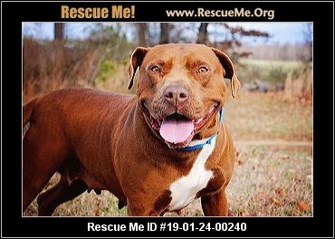 - North Carolina Pit Bull Rescue - ADOPTIONS - Rescue Me!