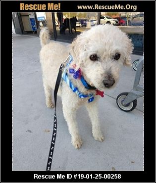 - Arizona Poodle Rescue - ADOPTIONS - Rescue Me!