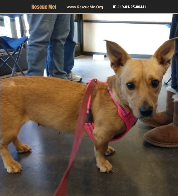 ADOPT 19012500441 ~ Corgi Rescue ~ Marana, AZ