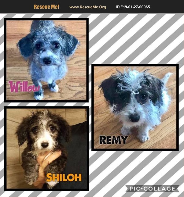 ADOPT 19012700065 ~ Poodle Rescue ~ Windsor, CO