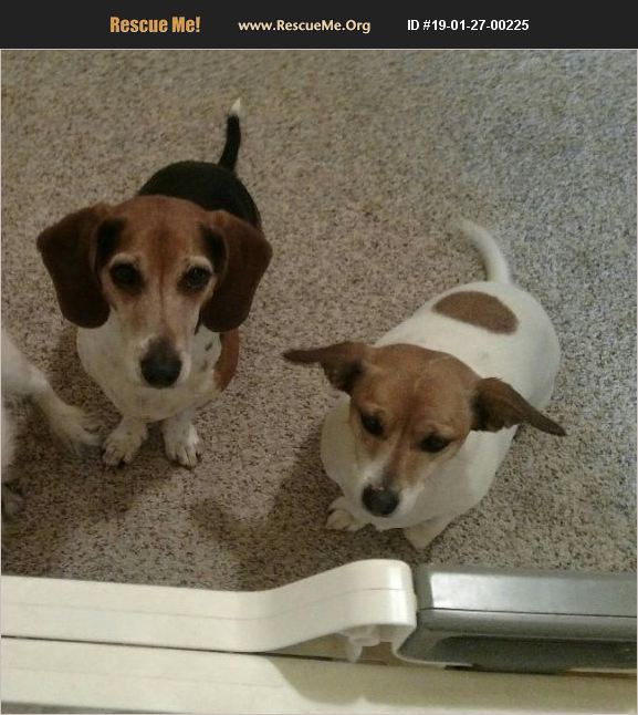 ADOPT 19012700225 ~ Beagle Rescue ~ Tulsa, OK