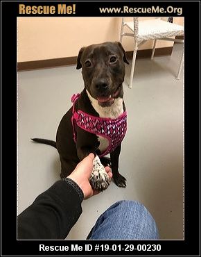 - North Carolina Pit Bull Rescue - ADOPTIONS - Rescue Me!