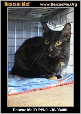 - Wisconsin Cat Rescue - ADOPTIONS - Rescue Me!