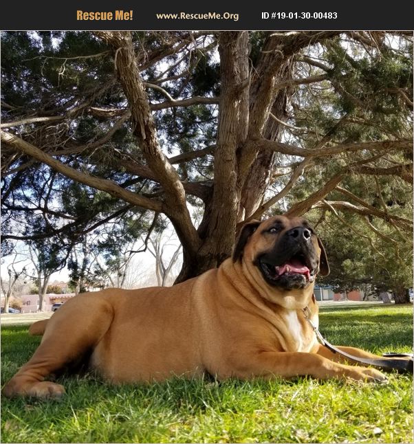 ADOPT 19013000483 ~ Mastiff Rescue ~ ALBUQUERQUE, NM