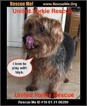 - Florida Yorkie Rescue - ADOPTIONS - Rescue Me!