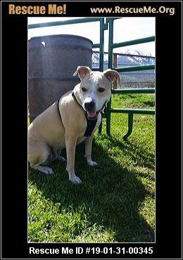 - Utah Dog Rescue - ADOPTIONS - Rescue Me!