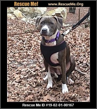 - North Carolina Pit Bull Rescue - ADOPTIONS - Rescue Me!