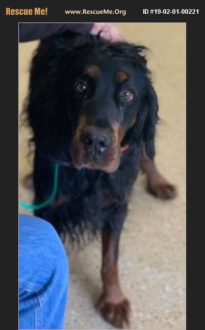 ADOPT 19020100221 ~ Gordon Setter Rescue ~ Marion, IN