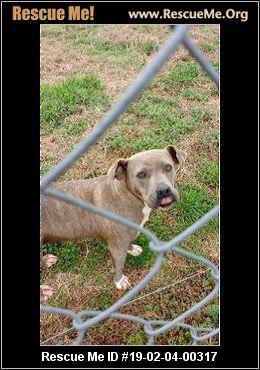 - North Carolina Pit Bull Rescue - ADOPTIONS - Rescue Me!