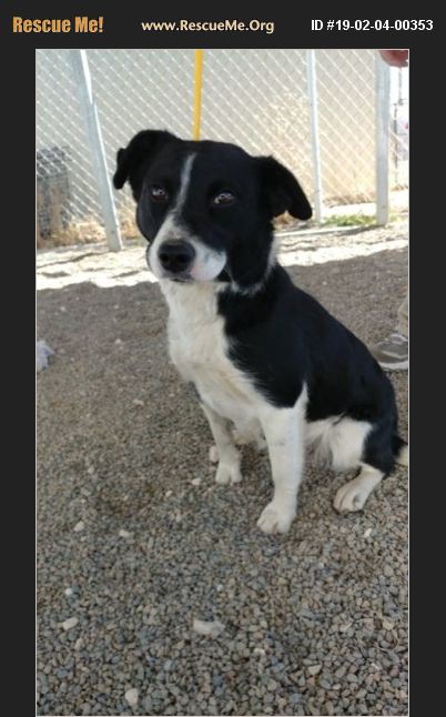 ADOPT 19020400353 ~ Border Collie Rescue ~ Littleton, CO