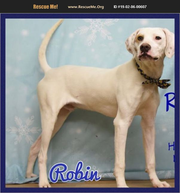 ADOPT 19020600607 ~ Pointer Rescue ~ Elburn, IL