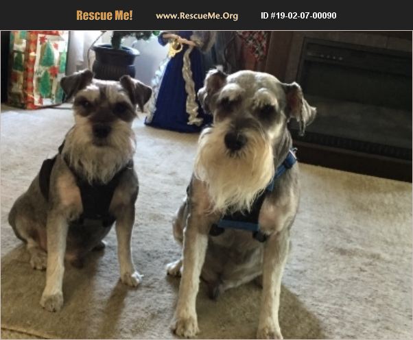 ADOPT 19020700090 ~ Schnauzer Rescue ~ Fort Pierce, FL