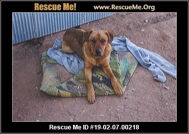 - Utah Dog Rescue - ADOPTIONS - Rescue Me!