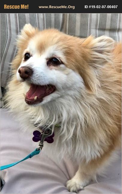 ADOPT 19020700407 ~ Pomeranian Rescue ~ Chandler, AZ