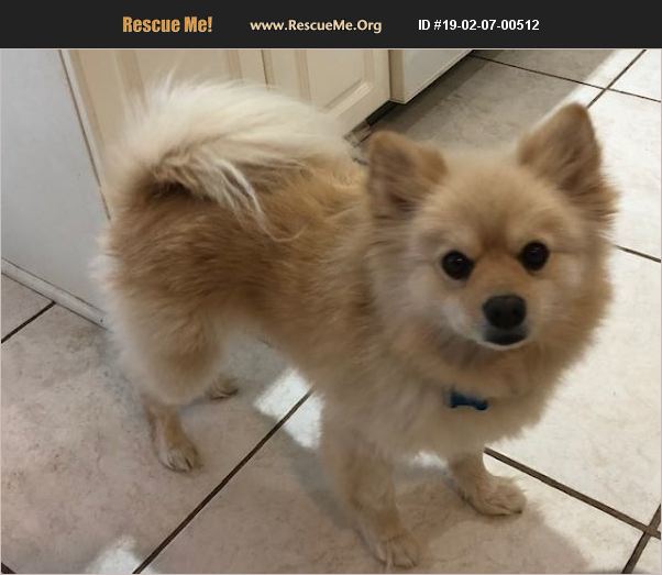 ADOPT 19020700512 ~ Pomeranian Rescue ~ Richmond, VA