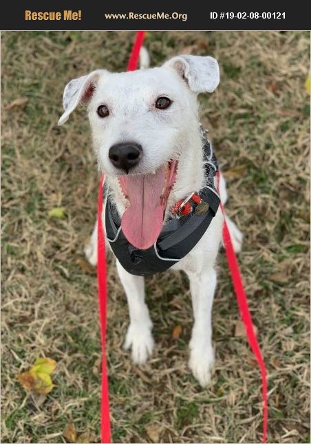 ADOPT 19020800121 ~ Parson Russell Terrier Rescue ~ Philadelphia, PA