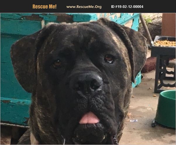 ADOPT 19021200004 ~ Bullmastiff Rescue ~ Stratford, TX