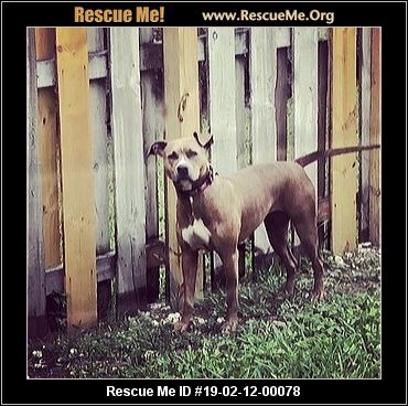 - Florida Pit Bull Rescue - ADOPTIONS - Rescue Me!