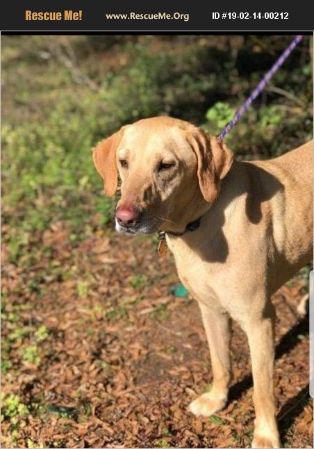 ADOPT 19021400212 ~ Lab Rescue ~ Appleton, WI