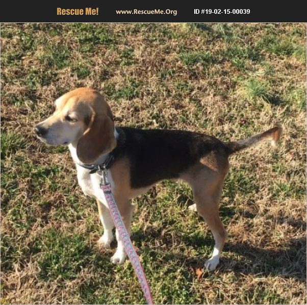 ADOPT 19021500039 ~ Beagle Rescue ~ Raleigh, NC