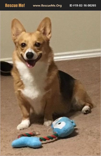 ADOPT 19021600265 ~ Corgi Rescue ~ Schertz, TX
