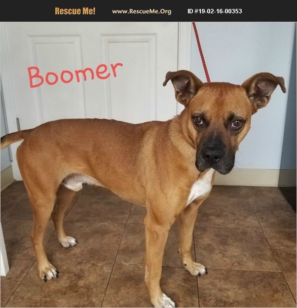 ADOPT 19021600353 ~ Boxer Rescue ~ Gilbert, AZ