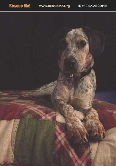 ADOPT 19022000019 ~ Australian Cattle Dog Rescue ~ Woodside, CA